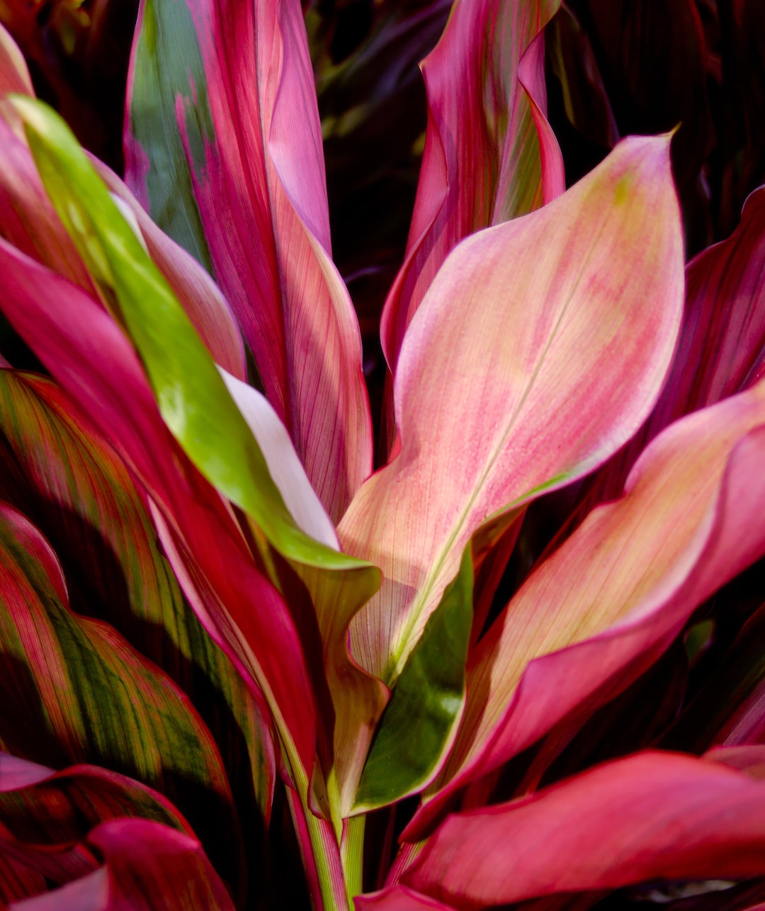 Ti Plant • Original Photograph by Stevie Dan • Limited Edition Signed ...
