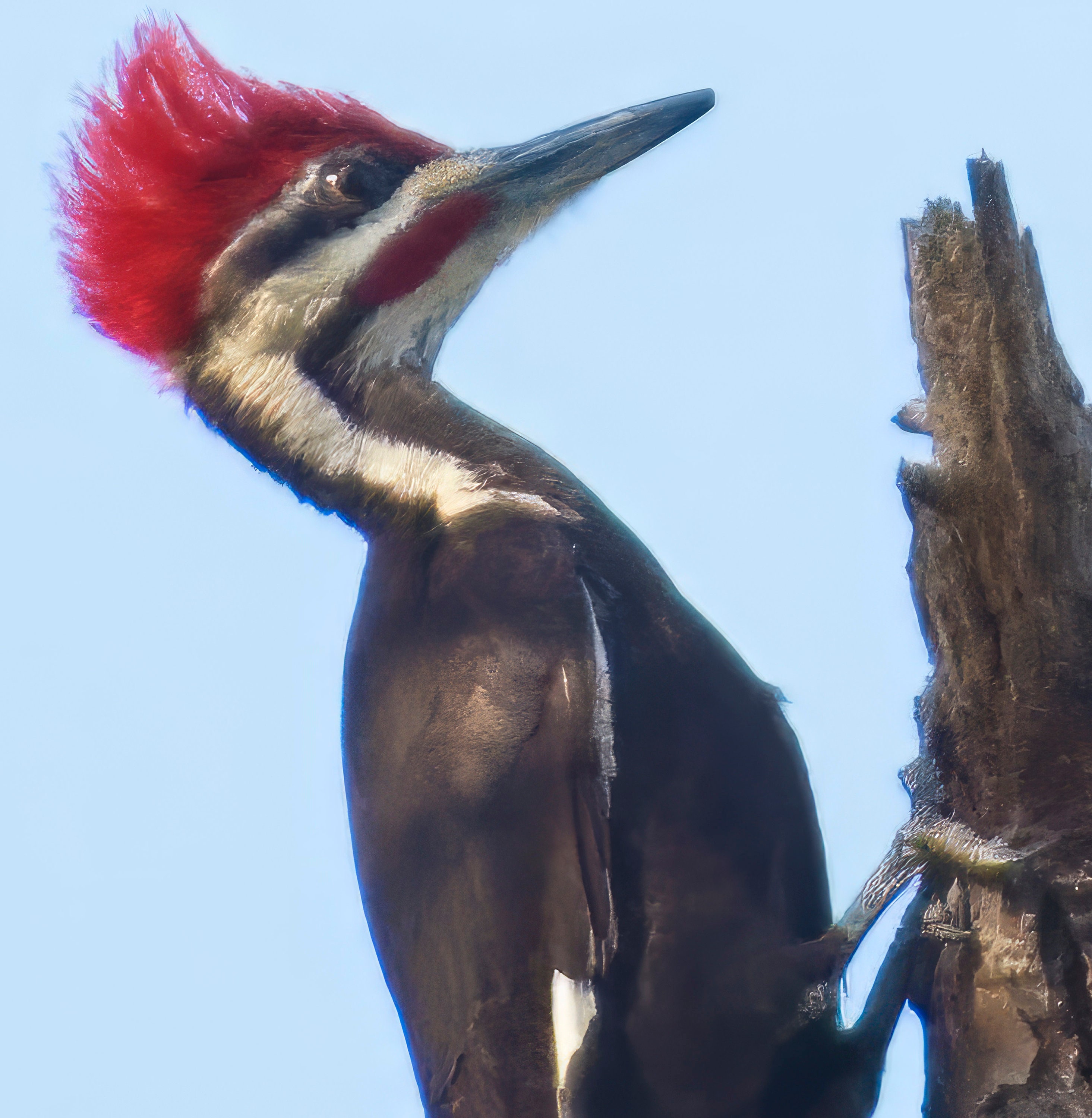 Pileated Woodpecker on Pine Tree • Limited Edition Original Art by ...