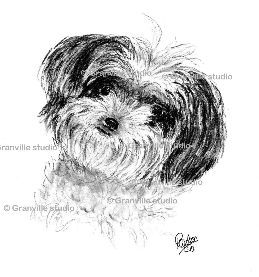 Shih Tzu Art Print - Gift for Shih Tzu Dog Owner - Shih Tzu Picture ...