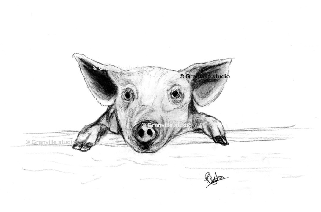 Pig Picture - Limited Edition Pig Print - Farmyard Pig Wall Art - Cute ...