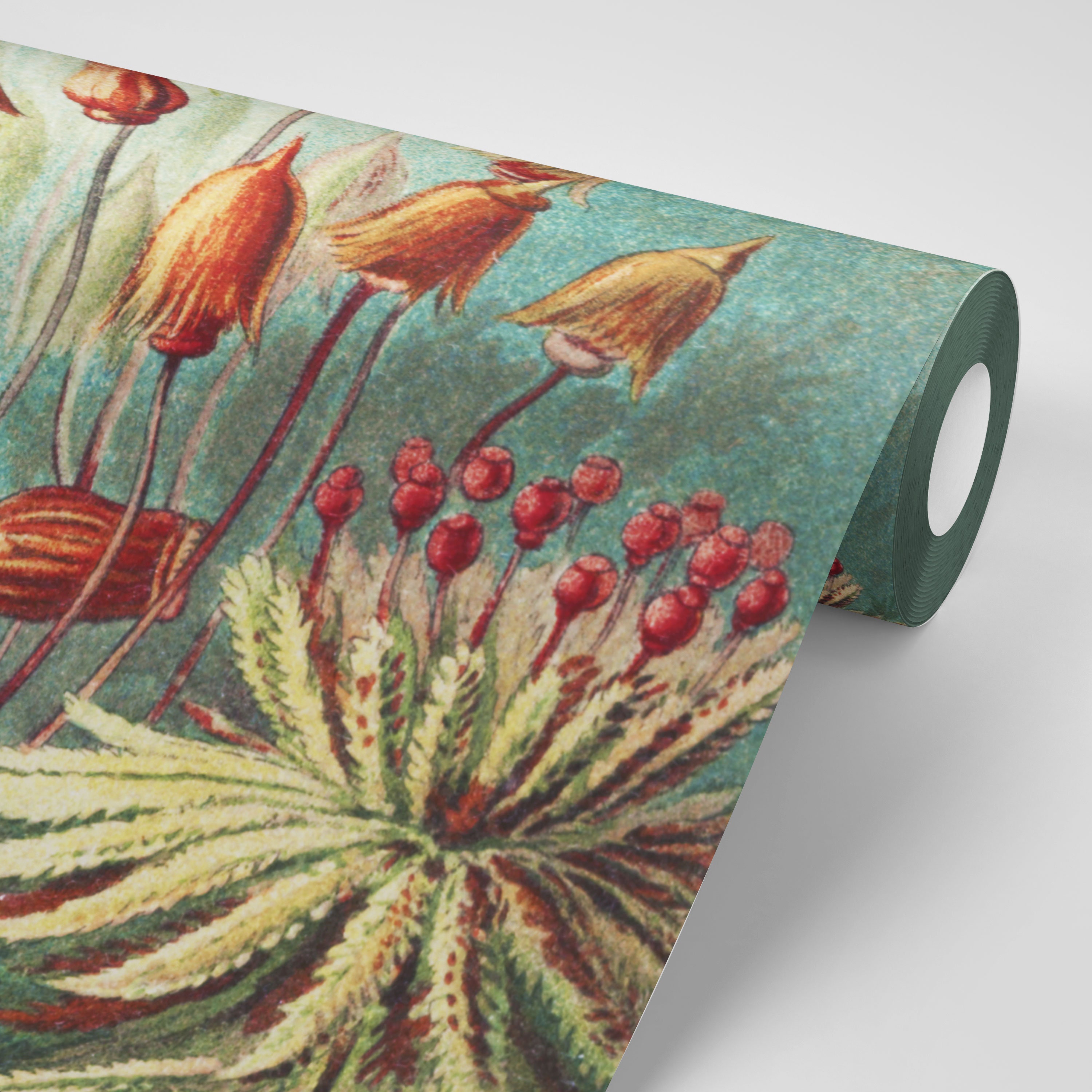 Muscinae Moss Art Forms by Ernst Haeckel Wall Mural Vintage - Etsy