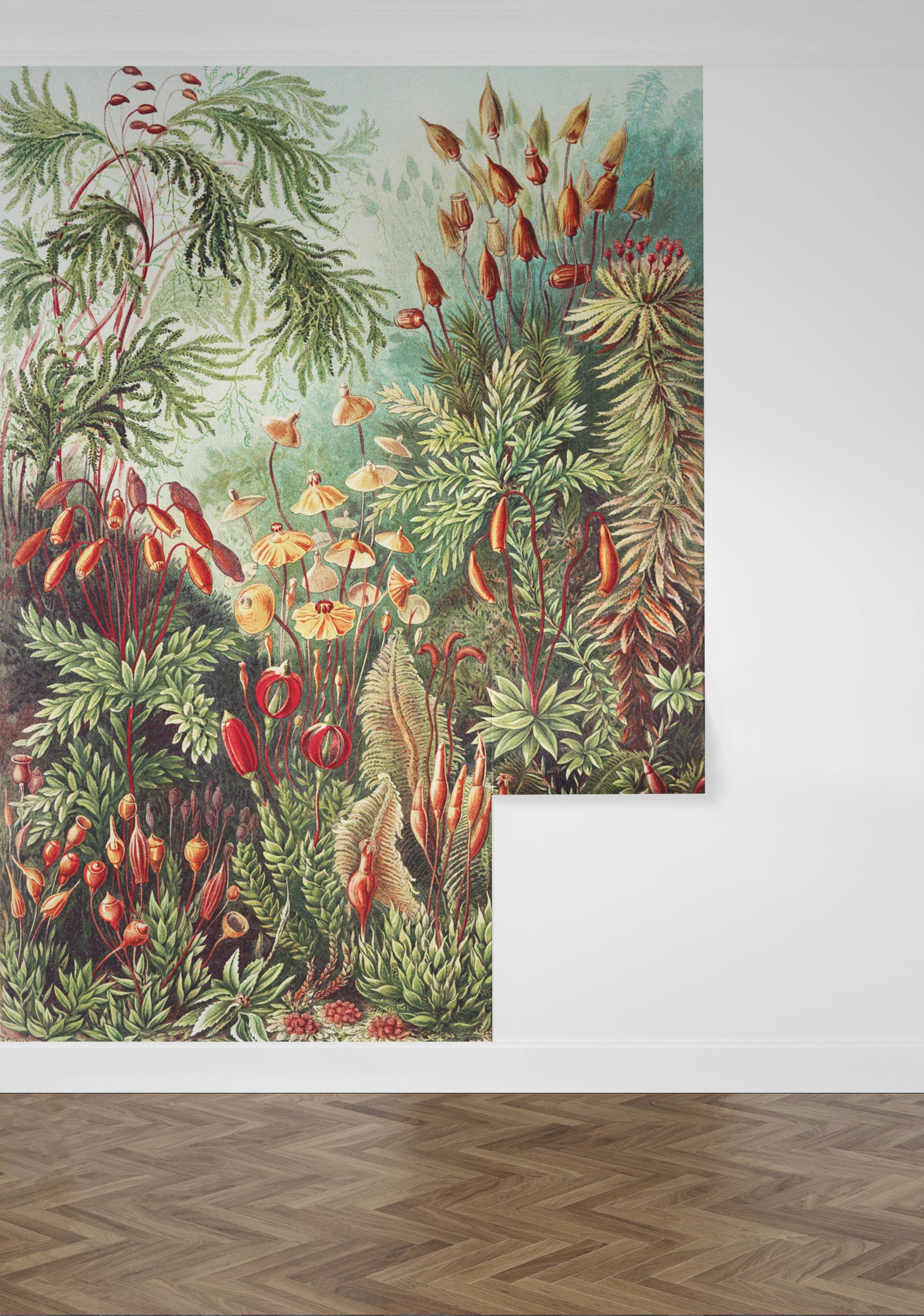 Muscinae Moss Art Forms by Ernst Haeckel Wall Mural Vintage - Etsy