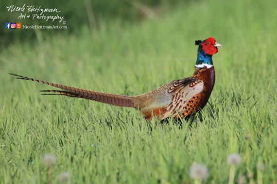 Ringneck Fasan Bilder