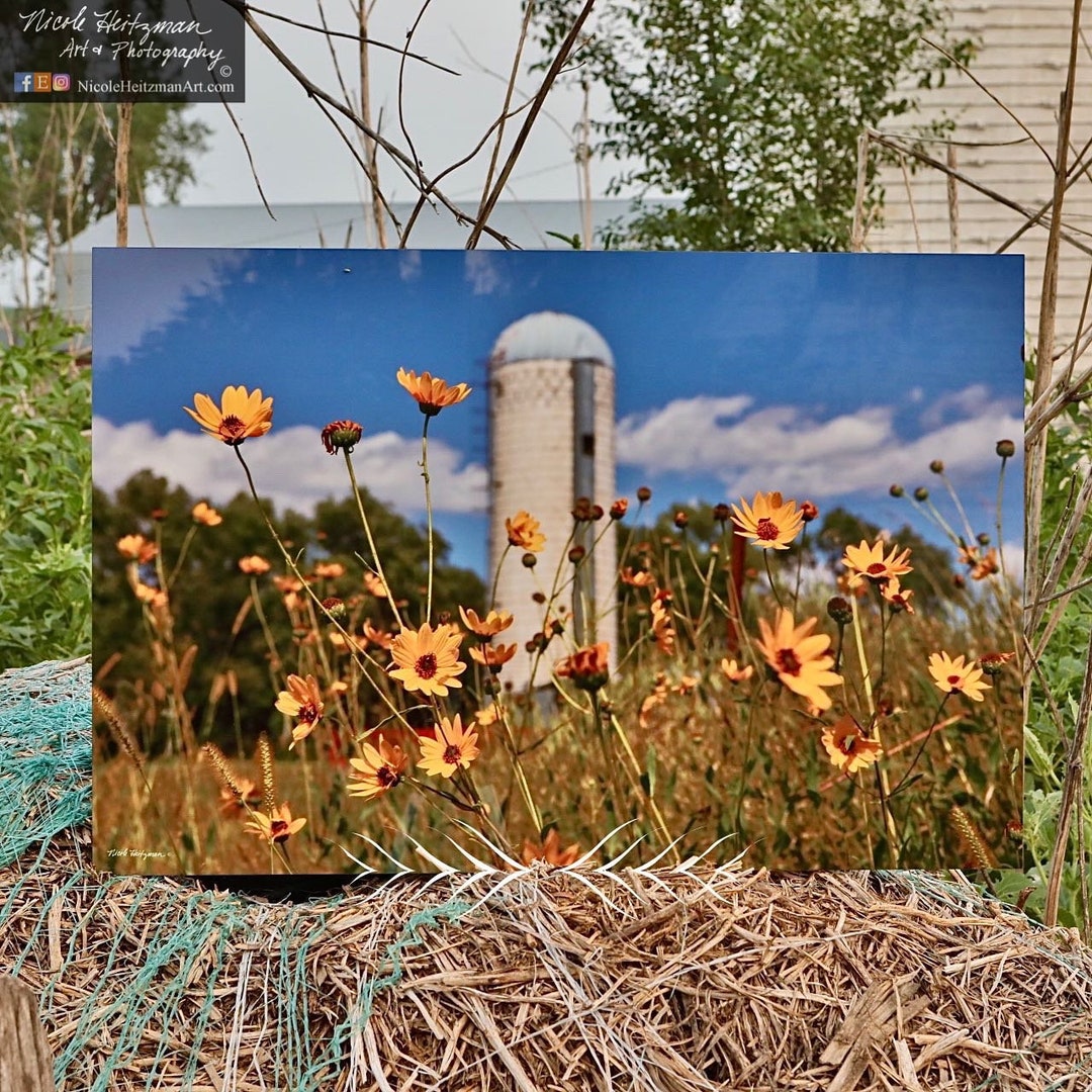 Wild Sunflower Photography Flower Silo Photo Rural Country Scenery ...