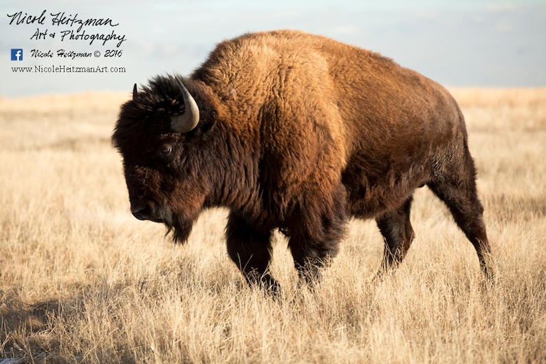 Buffalo Photo Buffalo Photography Bison Photo Metal Print Gift - Etsy