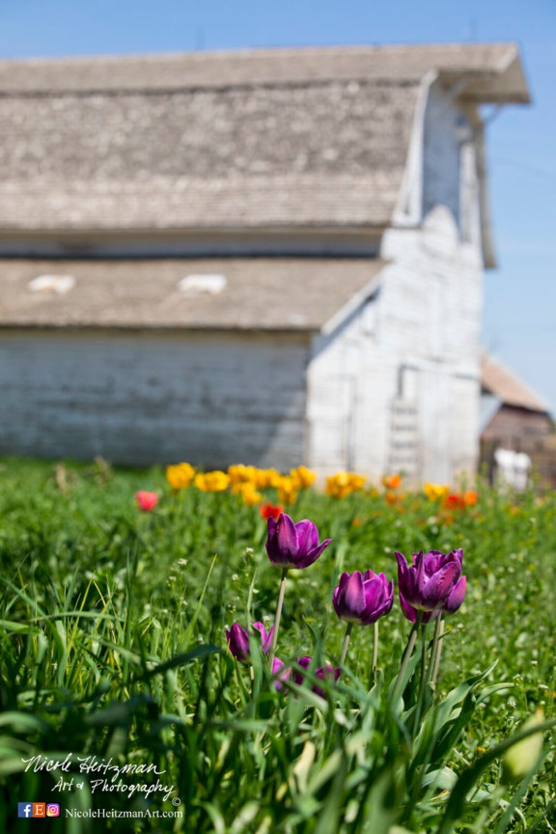 Spring Flowers Tulips Barn Photography Farm Photo Country Decor Mother ...
