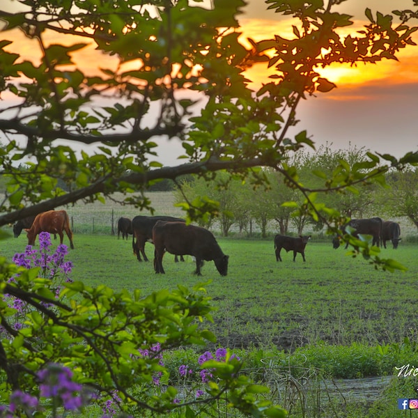 Country Photography - Etsy