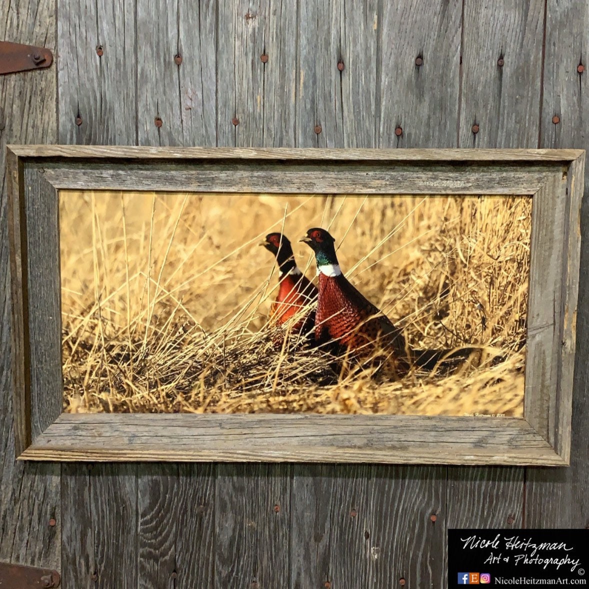 Pheasant Photo Fall Roosters Ring-necked Pheasant hunting South Dakota ...