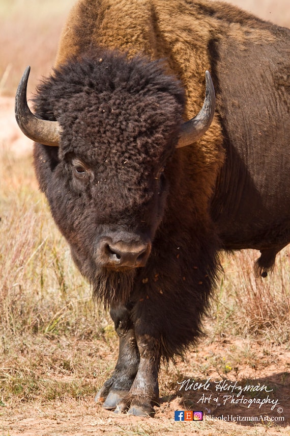 Buffalo Photo Buffalo Photography Bison Photo Canvas Art block | Etsy