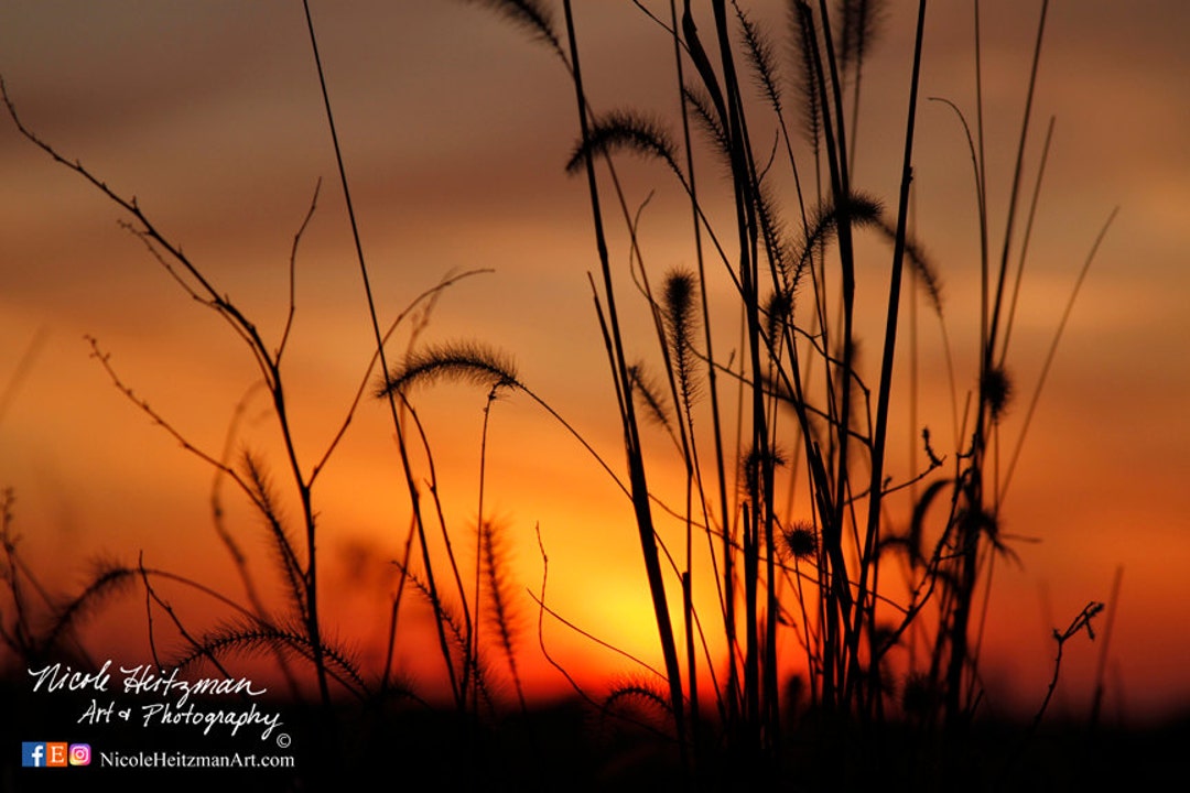 Fox Tail Prairie Grass Sunset Photography Photo Print Gift for Mom ...