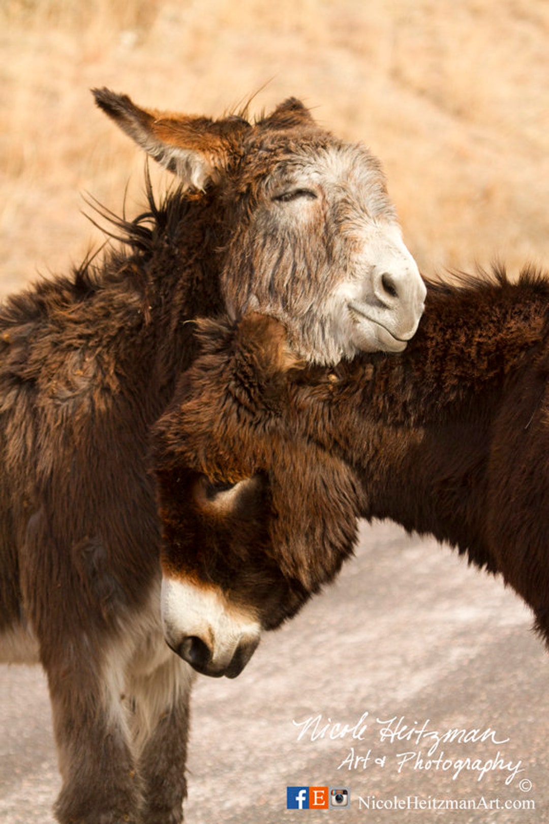 Donkey Photography Begging Burro Photo Cute Animals in Custer State ...