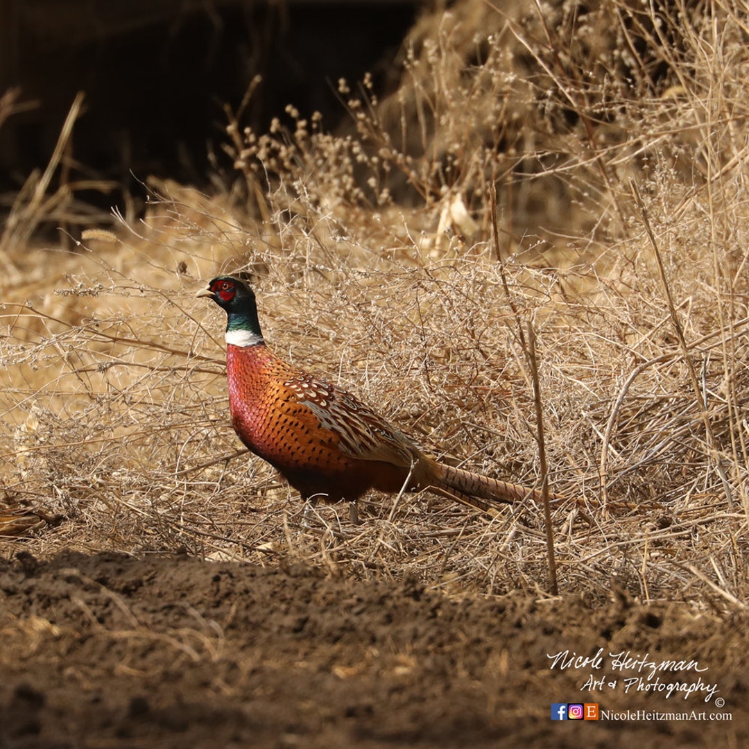 Pheasant Photo Pheasant Photography Fall Photography Pheasant Scene ...