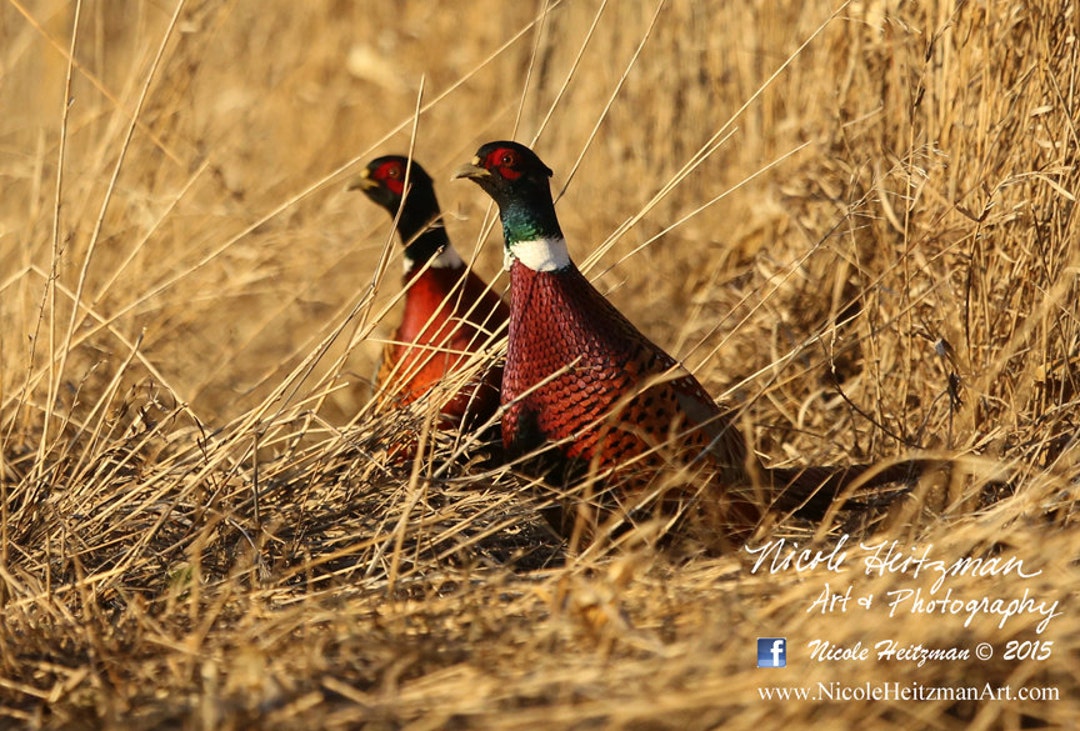 Pheasant Photo Pheasant Photography Fall Photography Pheasant Scene ...