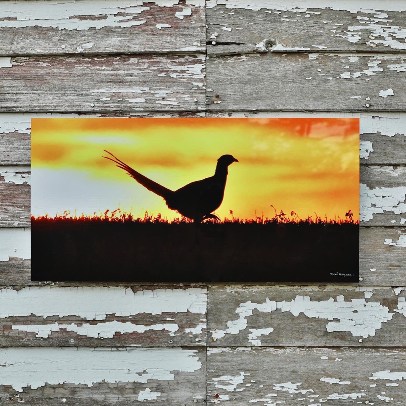 Pheasant Photo Pheasant Photography Fall Photography Metal - Etsy