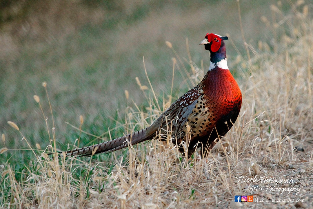 Ringneck Pheasant Photo Upland Game Bird South Dakota Pheasant Hunting ...