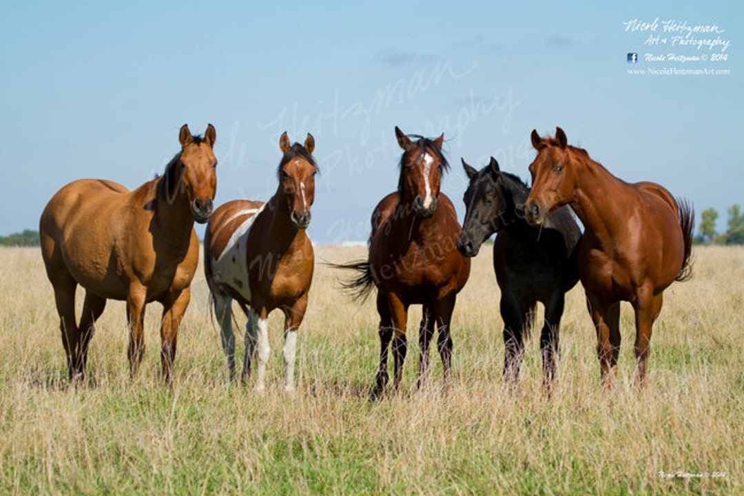 Horse Photography Horse Print Western Decor Western Art Horse Decor ...