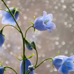 Artificial Bluebells for Home Decoration, Fake Bell Flowers ...