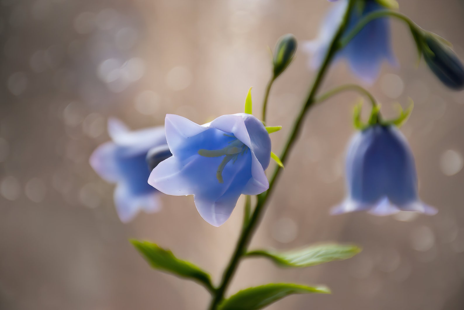 Artificial Bluebells for Home Decoration, Fake Bell Flowers ...