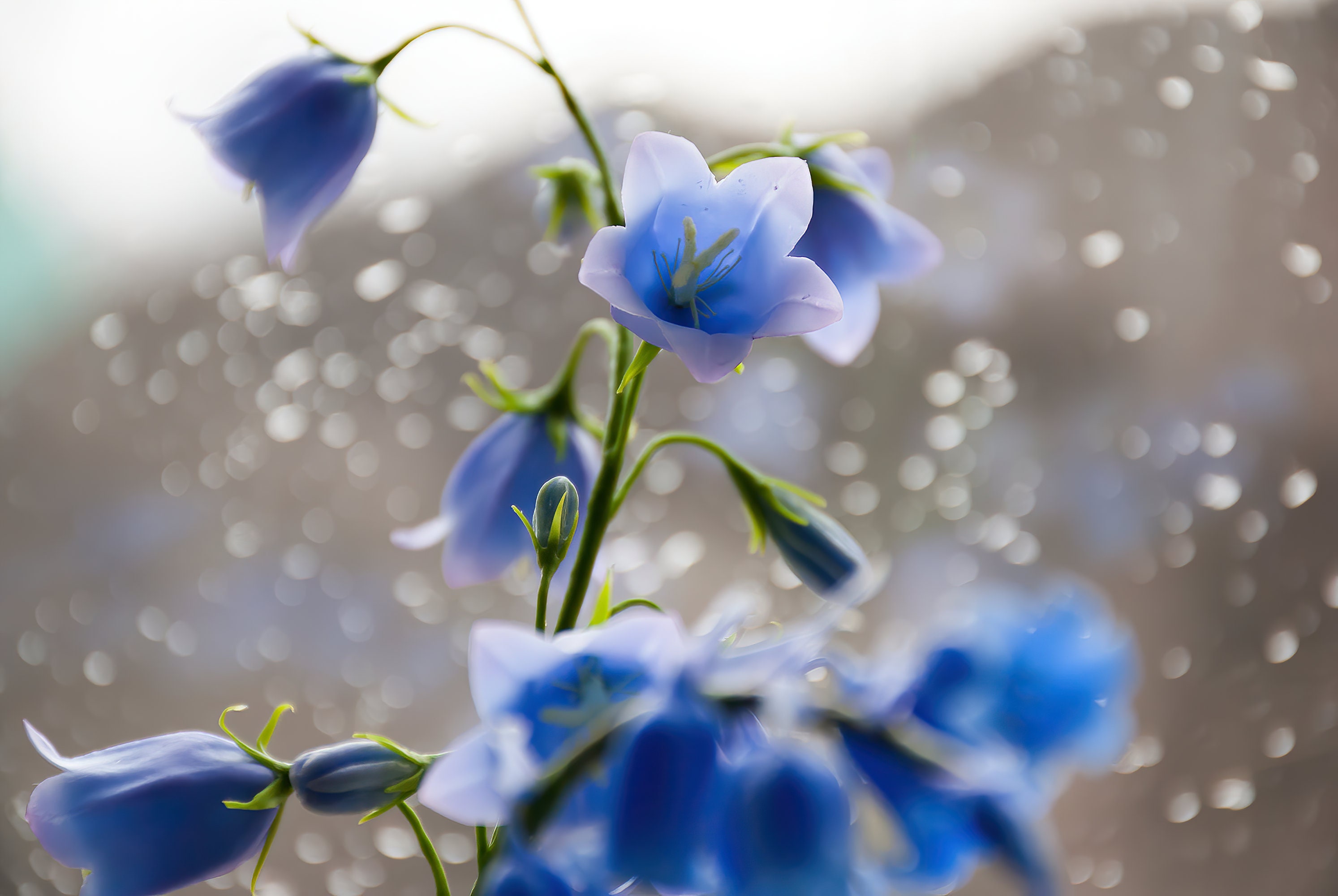 Artificial Bluebells for Home Decoration, Fake Bell Flowers ...