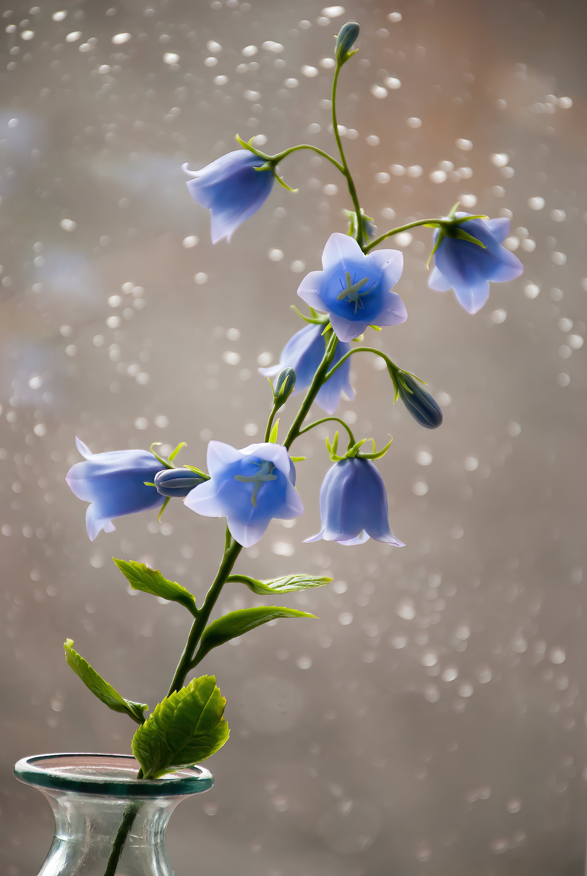 Artificial Bluebells for Home Decoration, Fake Bell Flowers ...