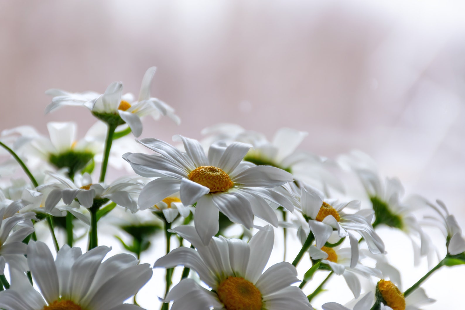 Daisy Flowers Arrangements for Home Artificial Wildflowers of - Etsy