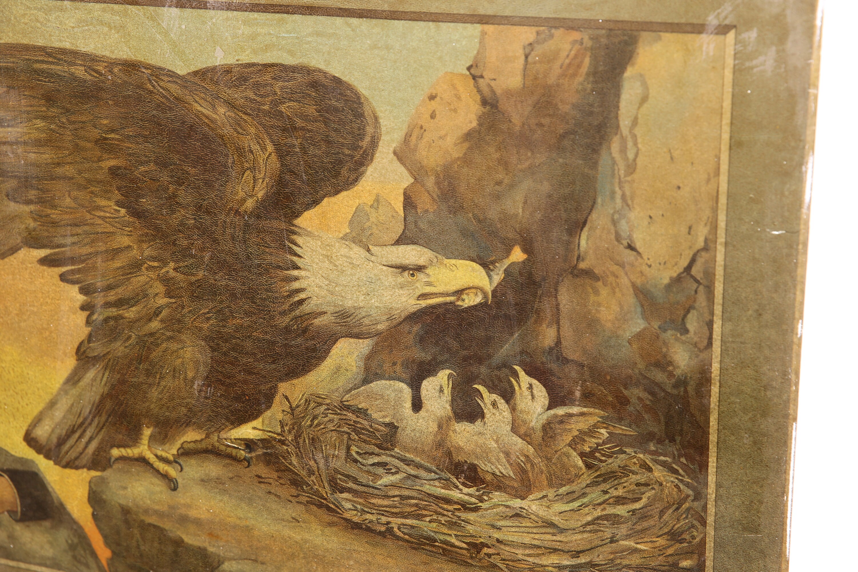 Antique Transom Window Stained Glass 1800's Fraternal Order of Eagles ...