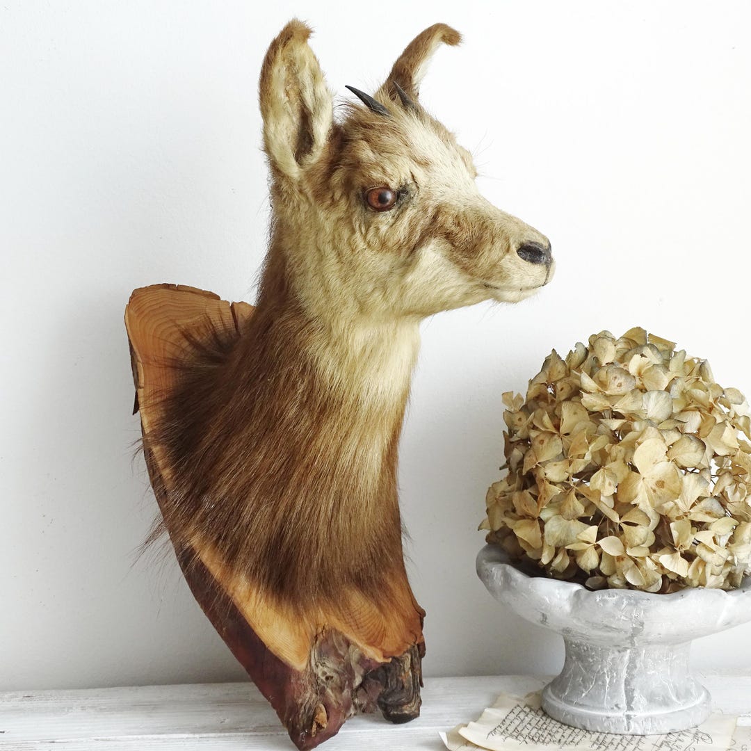 Antique French Fawn Head Taxidermy, Alpine Chamois Roe Deer Head ...