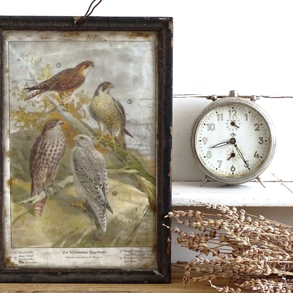 Antique Bird Print - Etsy