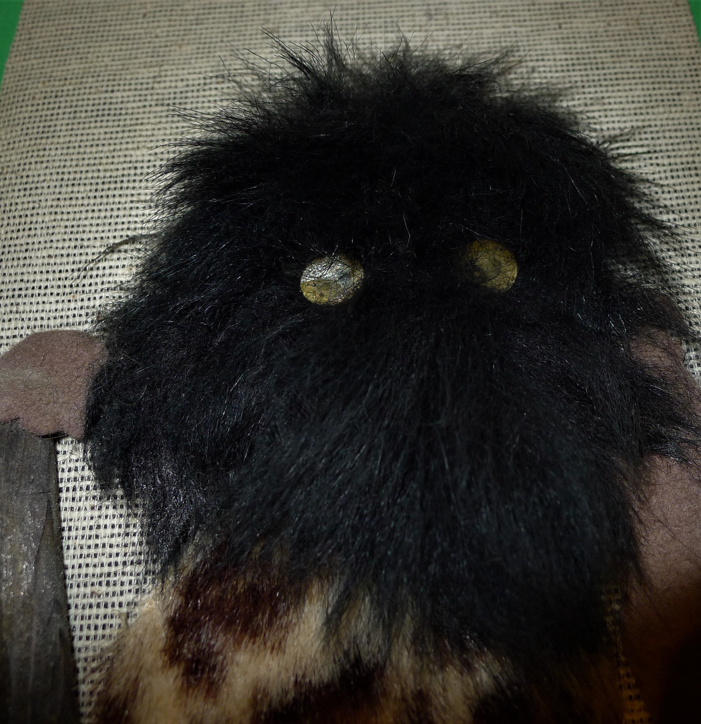 Friendly ancient wall hanging hairy caveman dressed in furs - from the ...