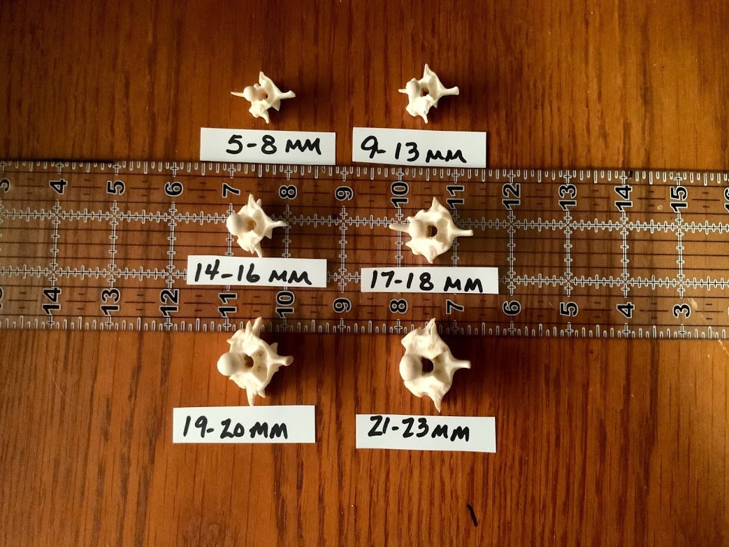 Real Python Vertebrae - Etsy