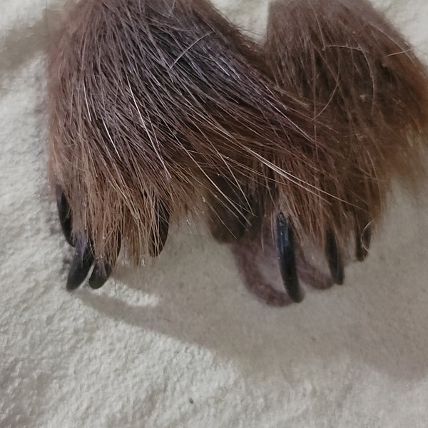 Squirrel Feet - Etsy