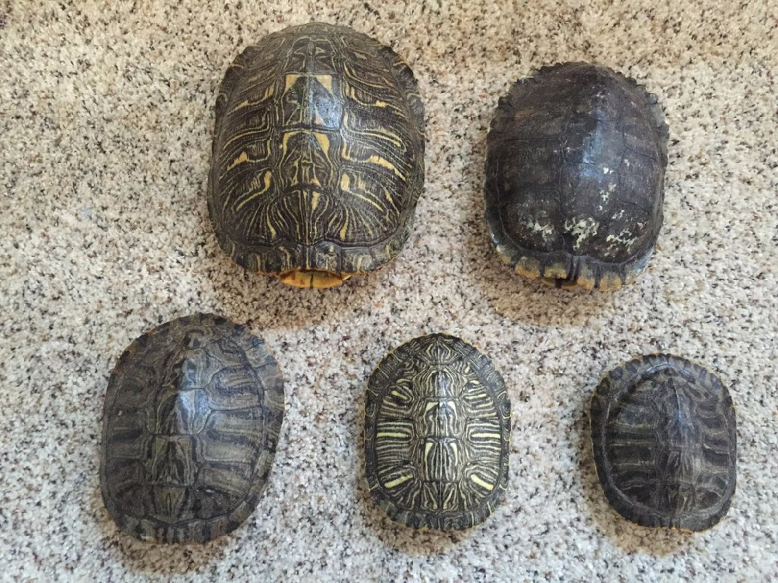 Red-eared Slider Turtle Shells - Etsy