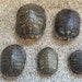 Red-eared Slider Turtle Shells - Etsy