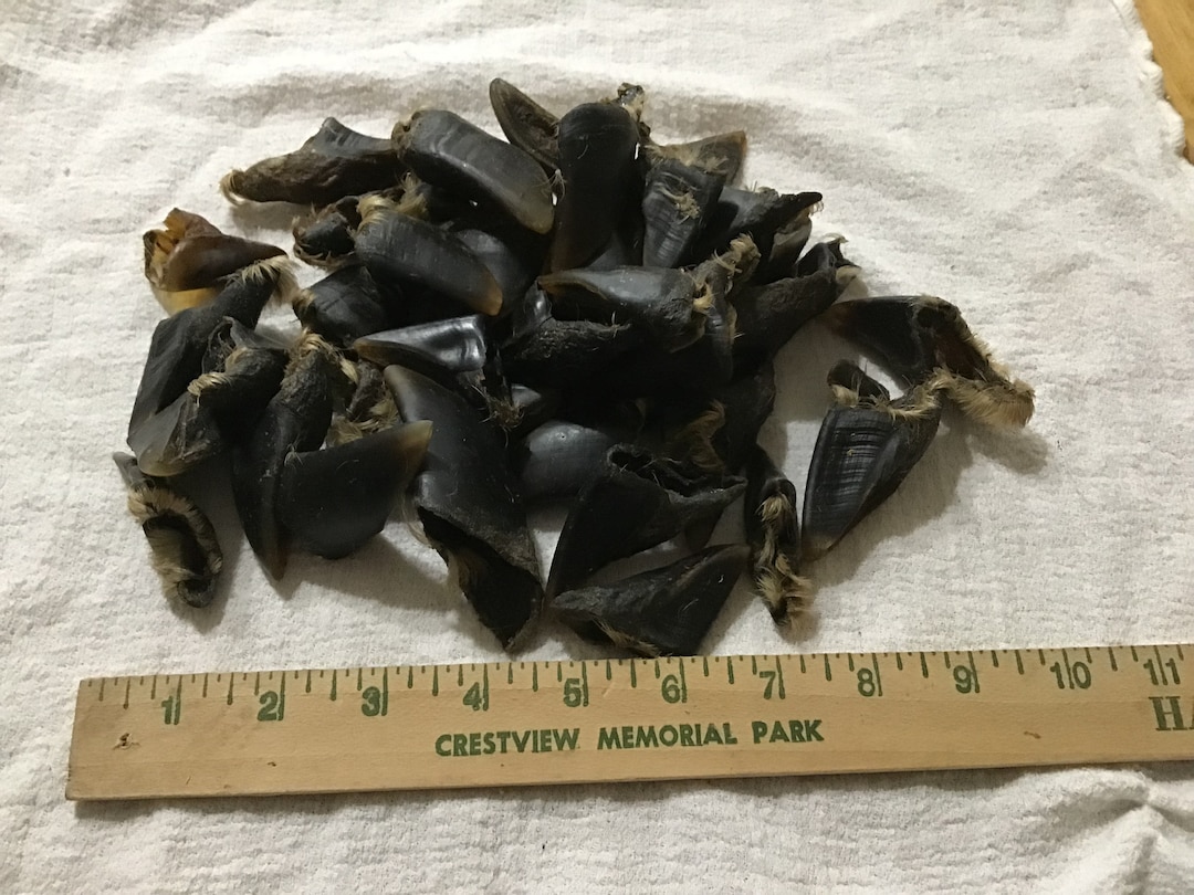 DEER TOES Sets of 12 or 25 - Humanely Harvested in Texas! - Etsy