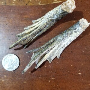 Freeze-dried FROG FEET - Etsy