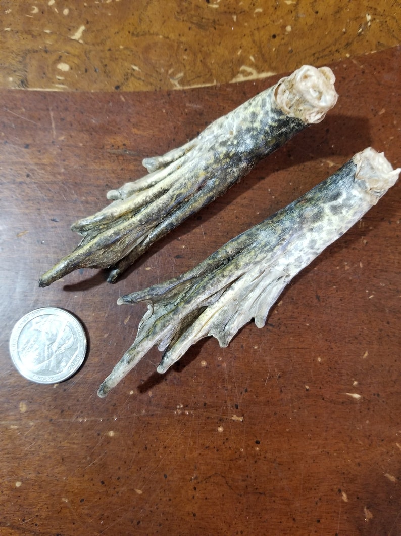 Freeze-dried FROG FEET - Etsy