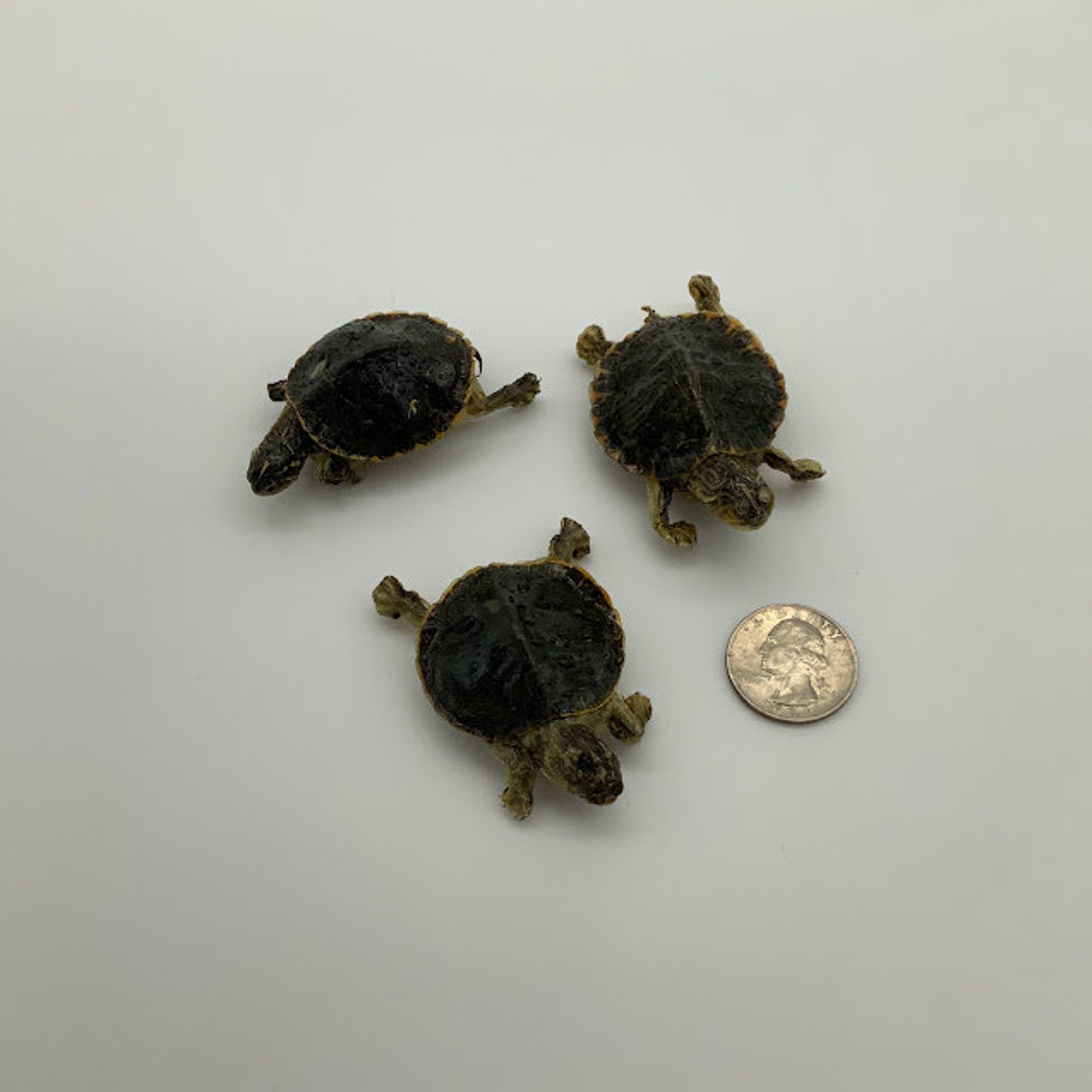 TURTLES FREEZE DRIED Best Pet Ever - Etsy