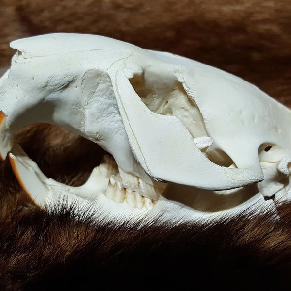 Beaver Skull - Etsy
