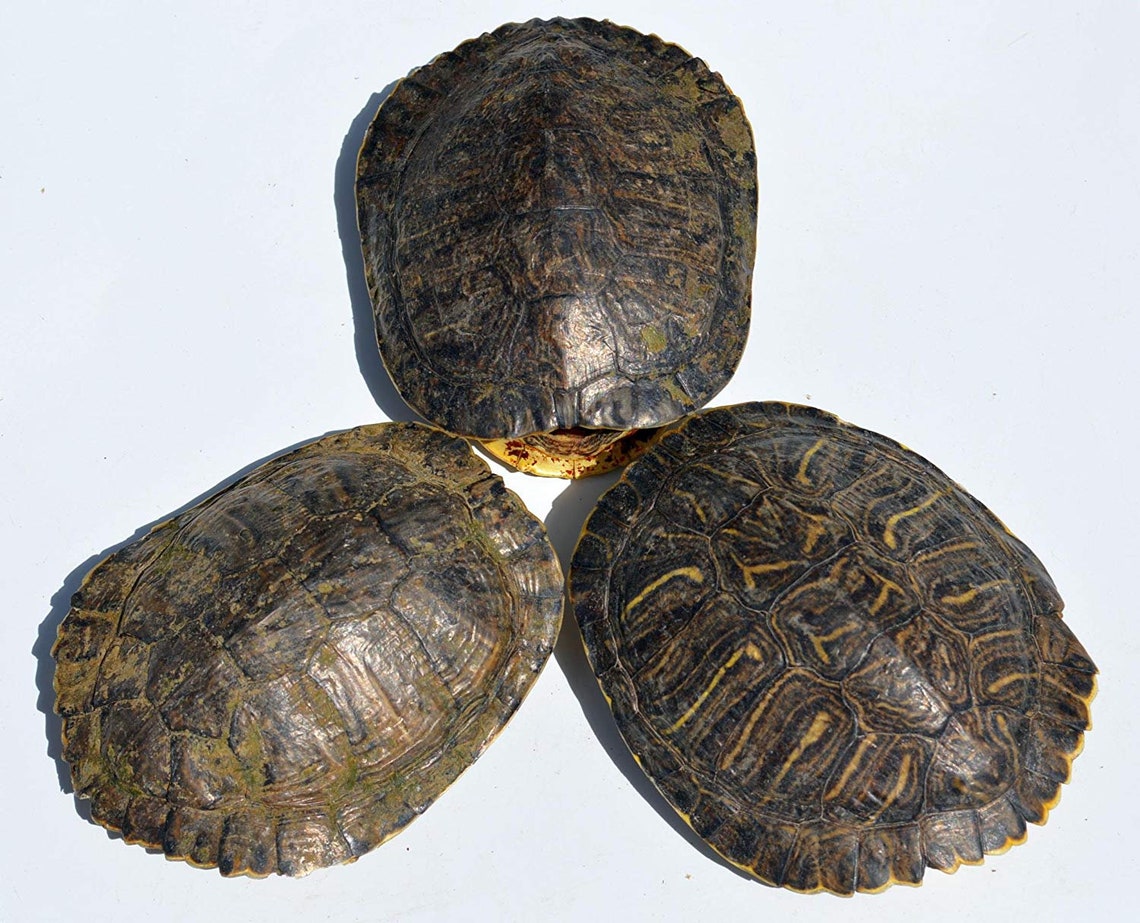 Red-eared Slider Turtle Shells - Etsy