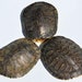Red-eared Slider Turtle Shells - Etsy