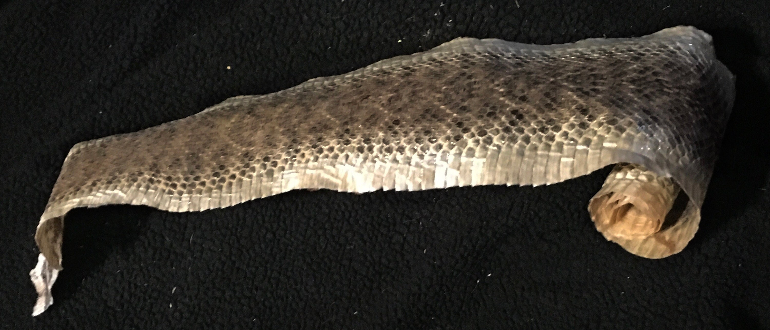 Diamondback Rattlesnake Skin W/O Rattle Some WIDE Ones - Etsy