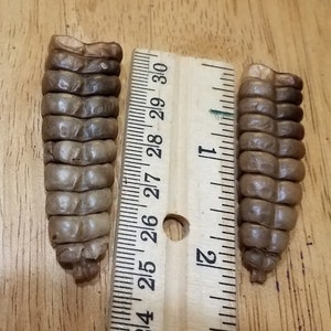 BIG Rattlesnake Rattles ~ Western Diamondback Rattlesnake - Etsy