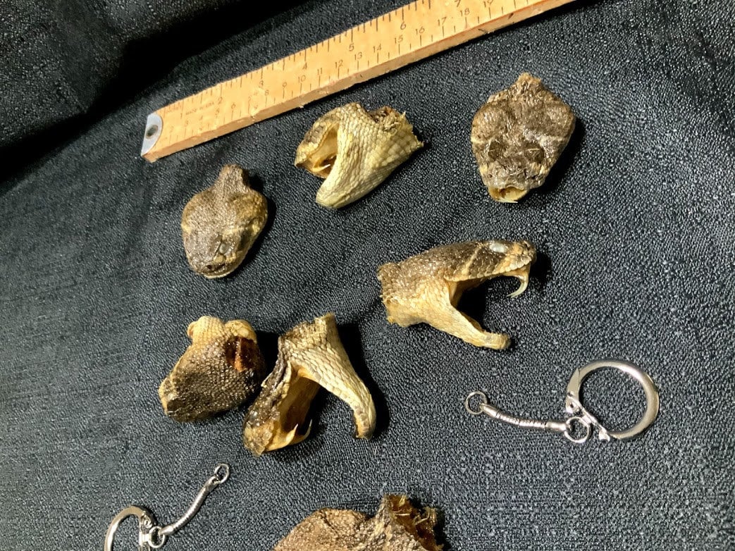 Freeze Dried RATTLESNAKE HEADS! - Attach to a Hat, Hatband, Keychain or ...