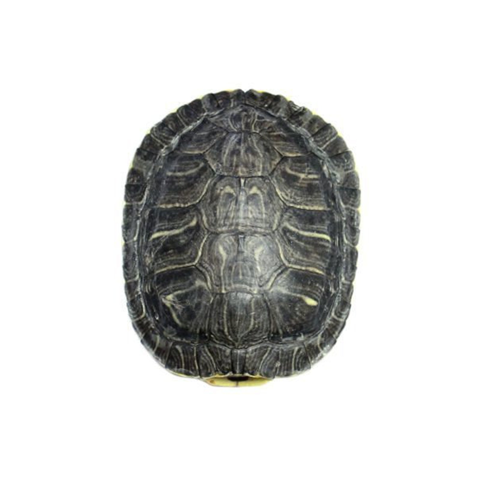 Red-eared Slider Turtle Shells - Etsy