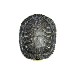 Red-eared Slider Turtle Shells - Etsy