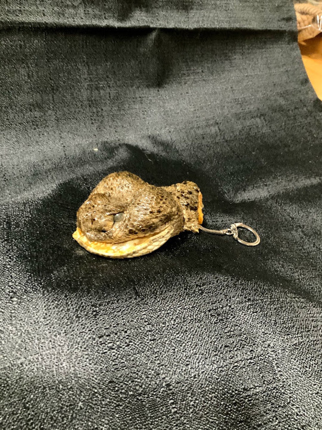 Freeze Dried RATTLESNAKE HEADS! - Attach to a Hat, Hatband, Keychain or ...