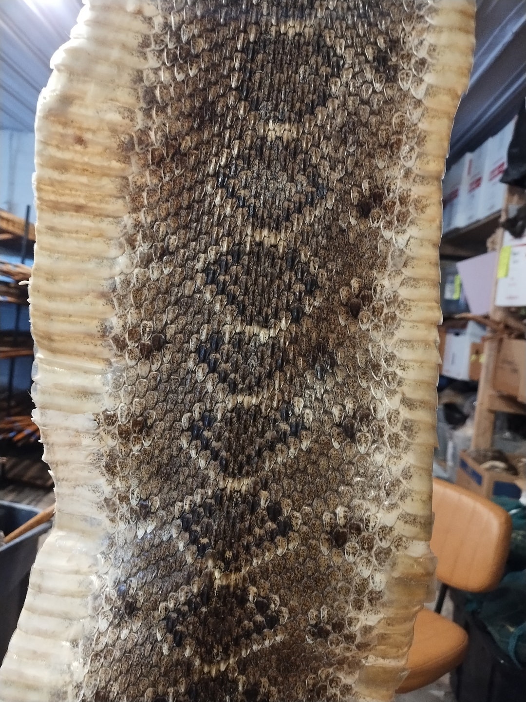 TANNED Western Diamondback Rattlesnake Skins - Etsy