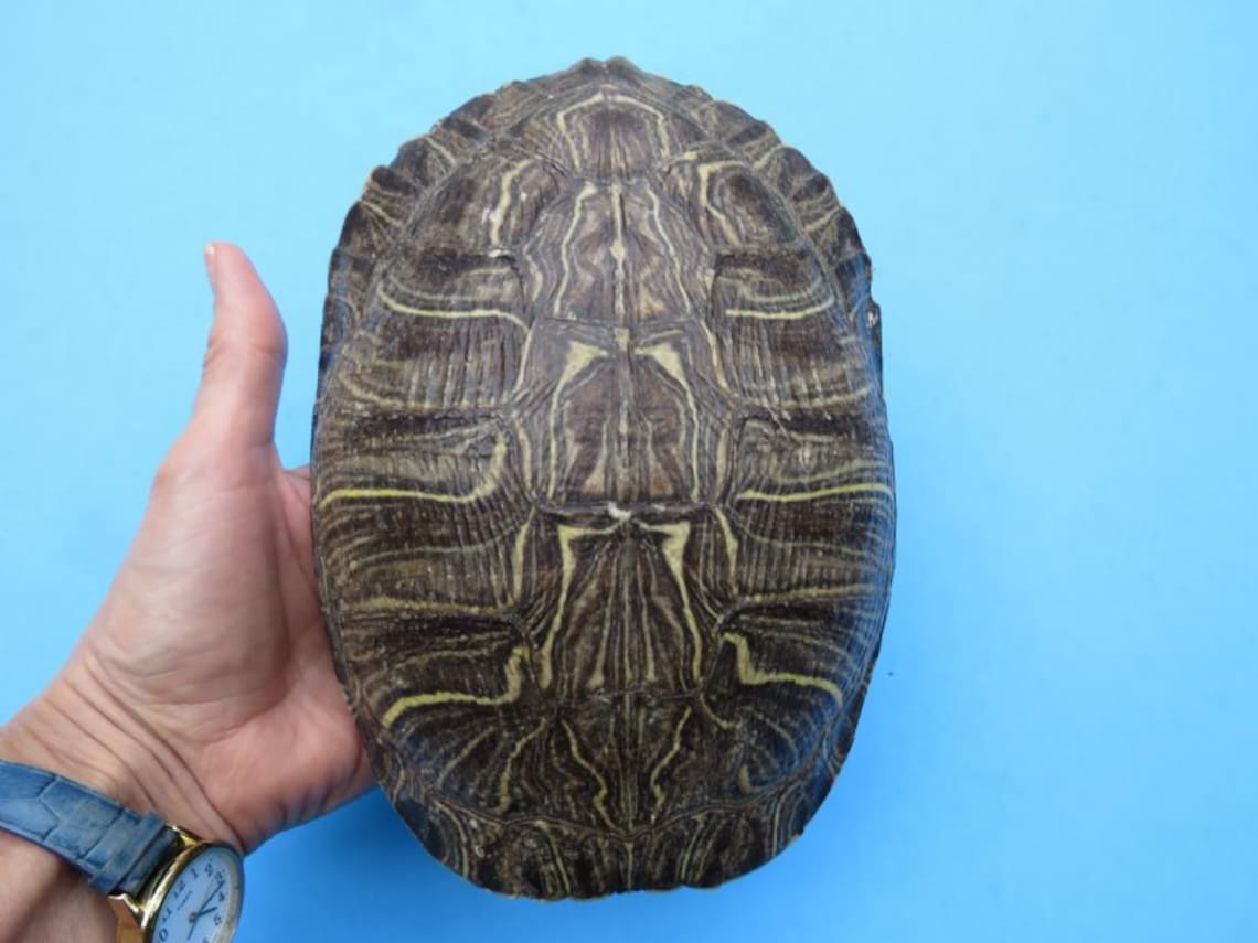 Red-eared Slider Turtle Shells - Etsy
