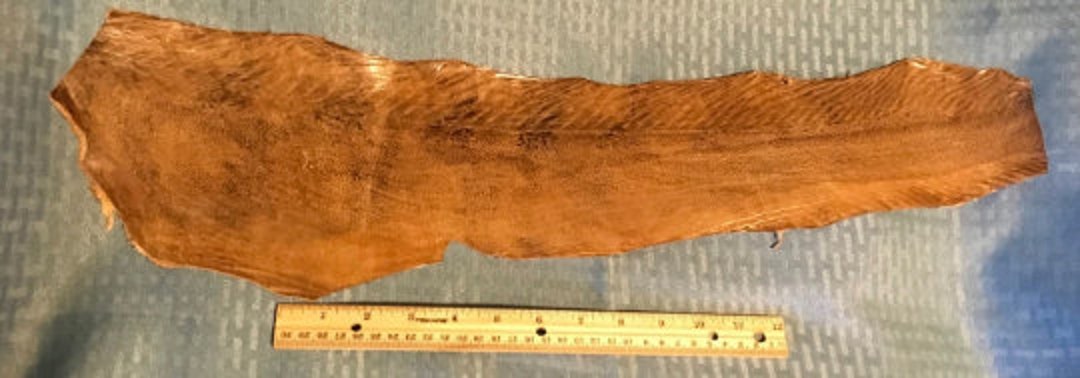 Beautiful EEL Skins! Only 4 Colors Left - Etsy