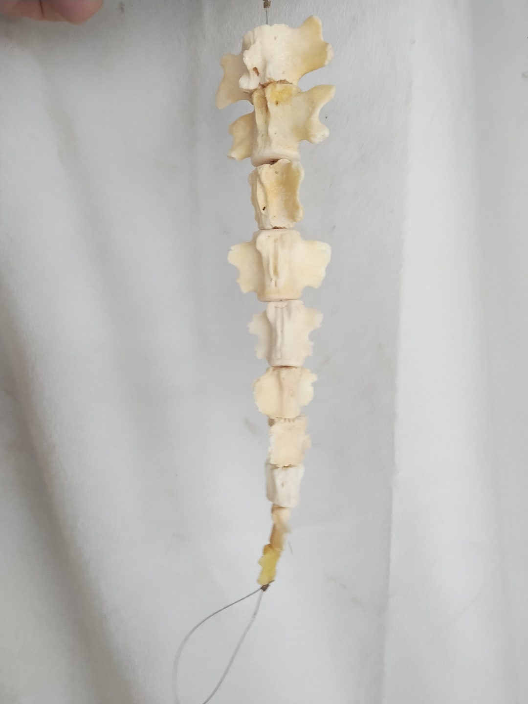 Articulated BEAVER TAIL Bones - Etsy